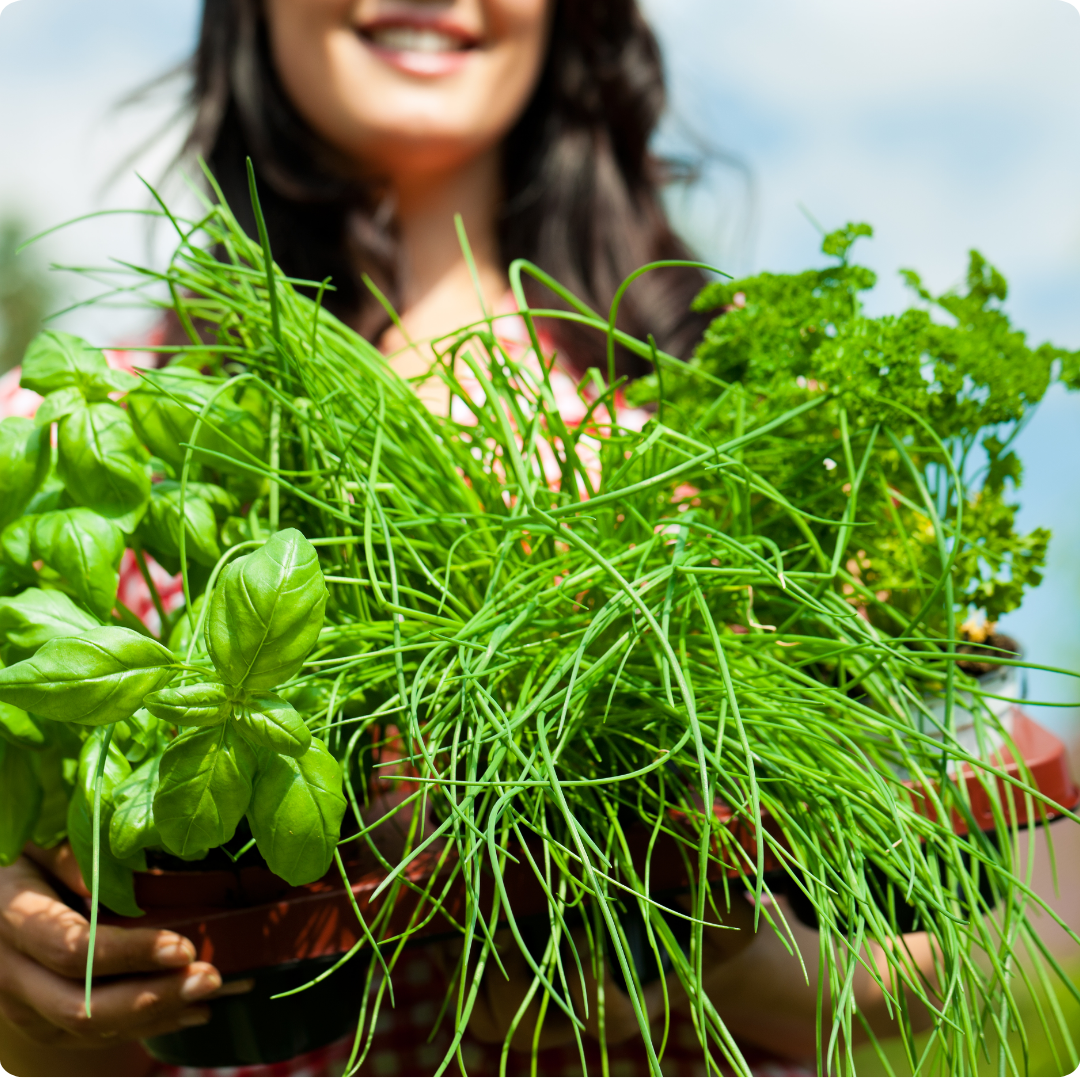 Herbs – Borromeo Farms